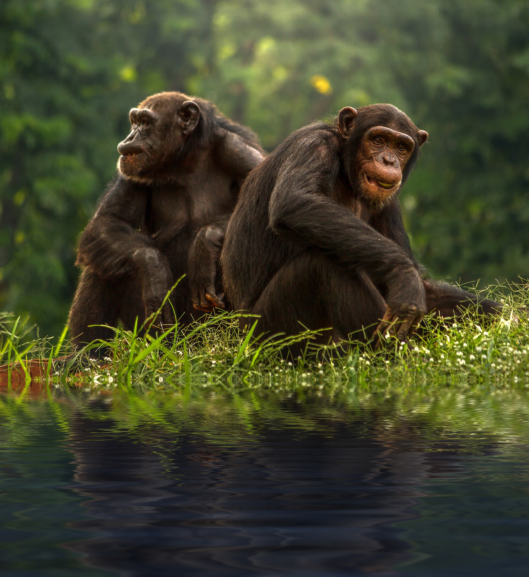Professor James Tilley discusses how chimpanzee power struggles mirror ...